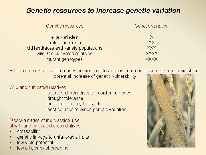 The base line of plant breeding Zoltn Bed