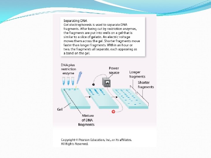 Chapter 14 Human Inheritance Section 14 3 Studying