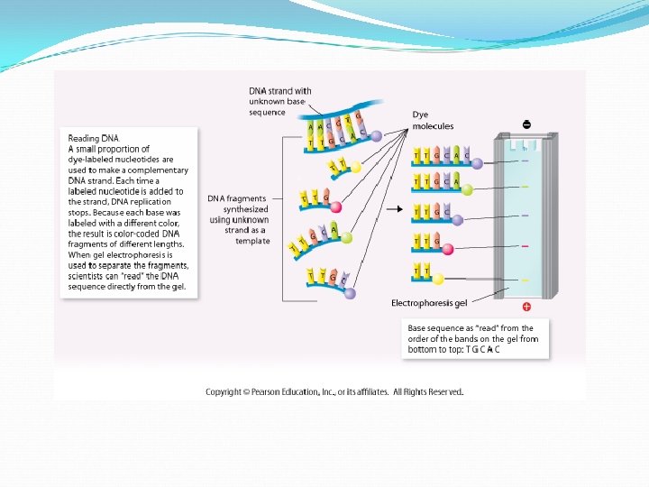 Chapter 14 Human Inheritance Section 14 3 Studying