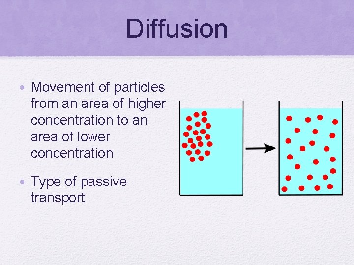 Cell Transport Homeostasis Key Terms Biology Unit 04