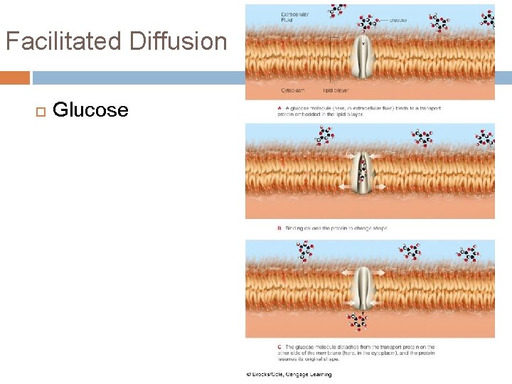 CHAPTER 5 A CLOSER LOOK AT CELL MEMBRANES
