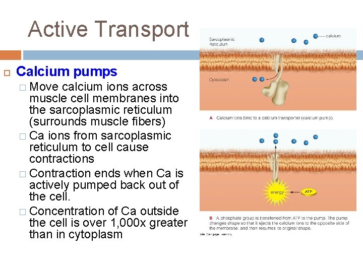 CHAPTER 5 A CLOSER LOOK AT CELL MEMBRANES