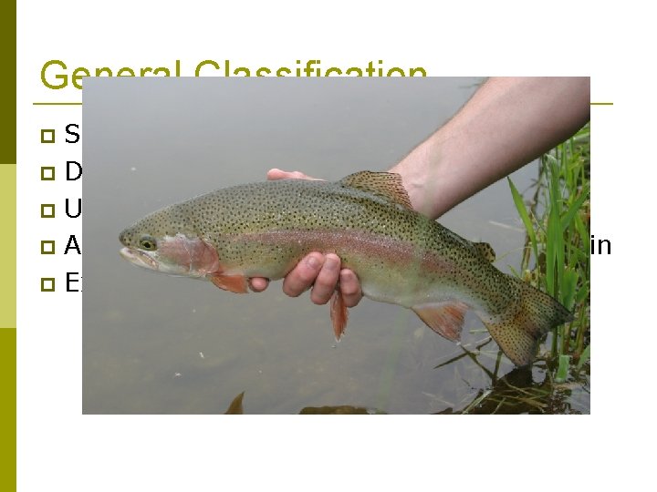 General Classification Softrayed fish Dorsal fin is without