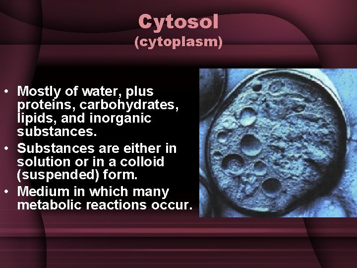 CYTOLOGY Study of the Cell Composite Cell 4