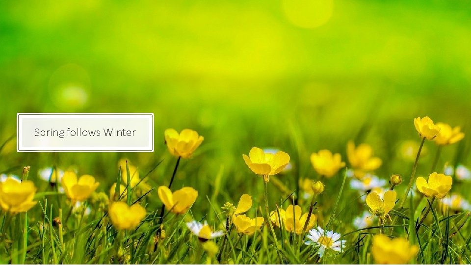 THE LION THE WITCH AND THE WARDROBE BY