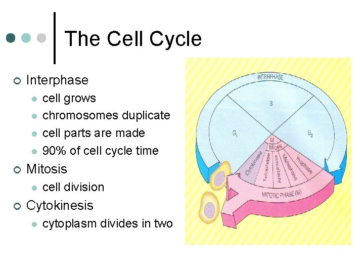 The Cell Cycle LN 14 The Cell Theory