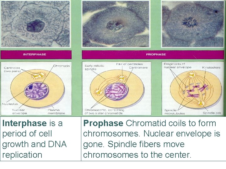 The Cell Cycle LN 14 The Cell Theory