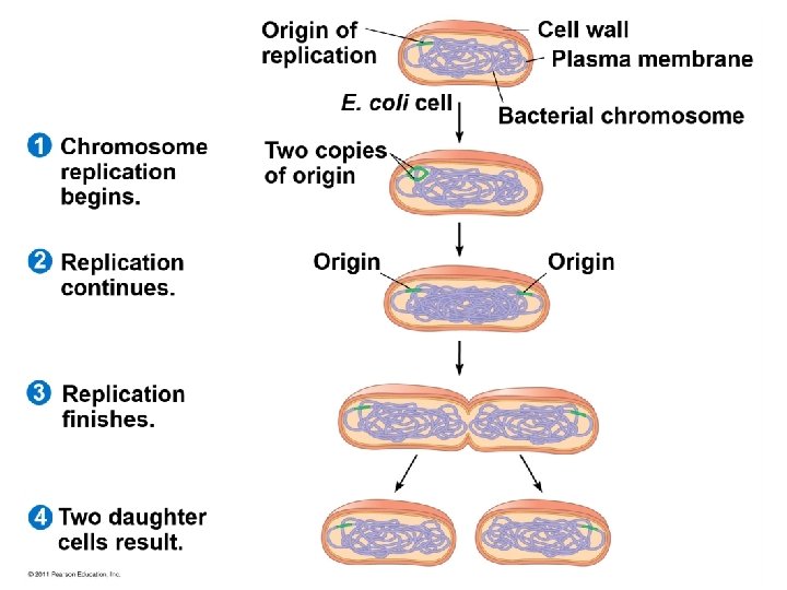 How Do Cells Divide How Prokaryotes Reproduce Prokaryotes