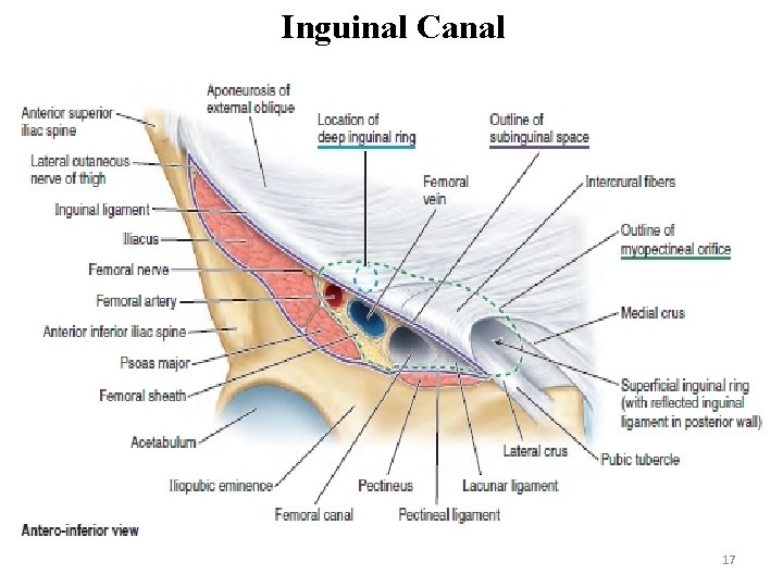 Osteology of the Lower Limb ANA 208 Lecture