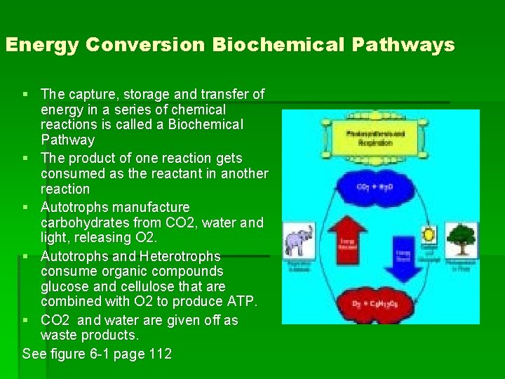 Photosynthesis Light Energy Recycling Capturing the Energy In
