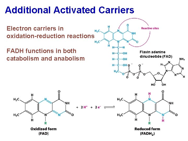 Transit and Metabolic Maps Complex and Functional Glycolysis
