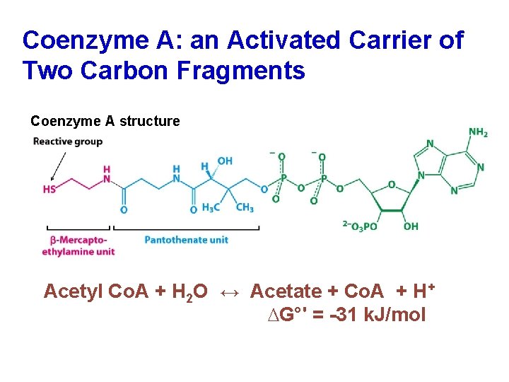 Transit and Metabolic Maps Complex and Functional Glycolysis
