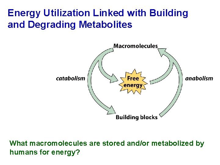 Transit and Metabolic Maps Complex and Functional Glycolysis