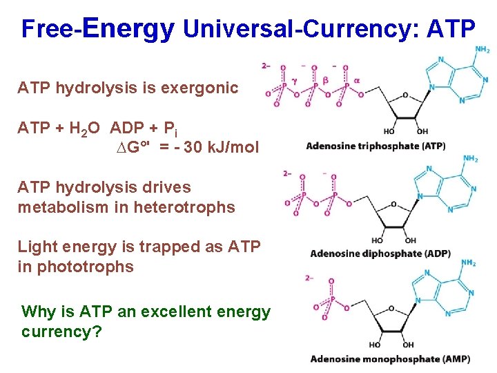 Transit and Metabolic Maps Complex and Functional Glycolysis