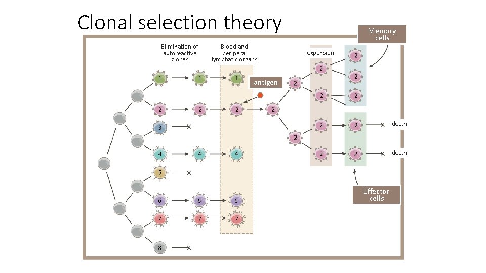 Pathogenesis of autoimmune diseases Ji Litzman Immmune tolerance