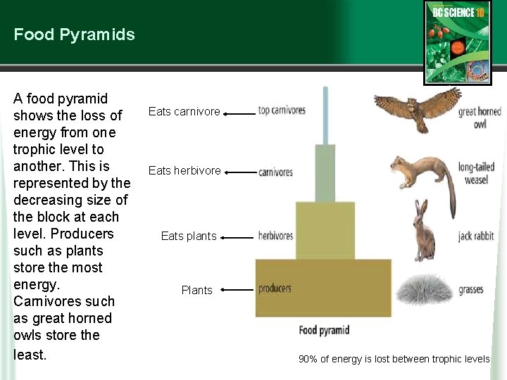 Energy flows through an ecosystem Representing energy moving