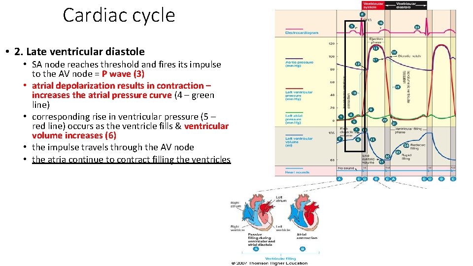 Another cardiac cycle AHHHH 20 1 Cardiac cycle