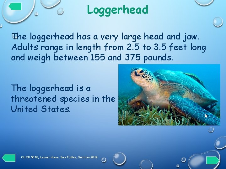 Sea Turtles General Information Loggerhead Leatherback Green Olive