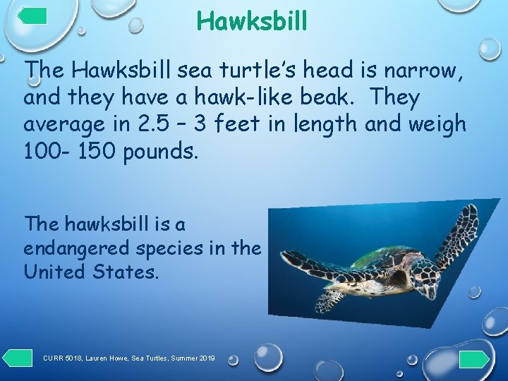 Sea Turtles General Information Loggerhead Leatherback Green Olive