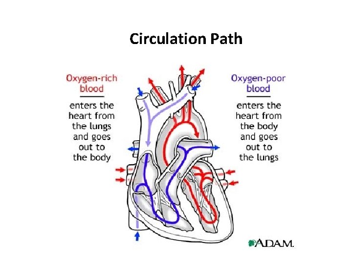 Your Circulatory System Function Your Circulatory System is