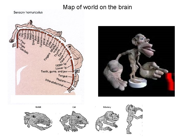 Freud and the Science of the Brain The
