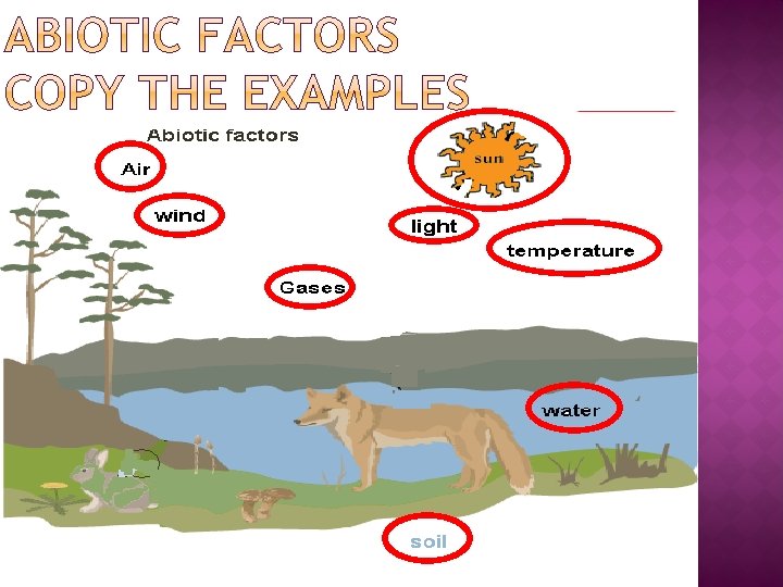 Biotic Abiotic Biomes Limiting Factors Ecosystem Niche Predator