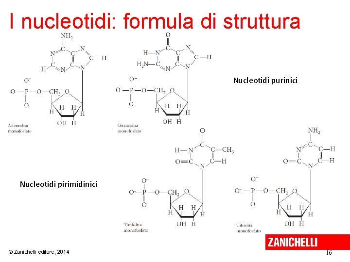 Lezioni di biochimica 2 Lezione 3 Nucleotidi e
