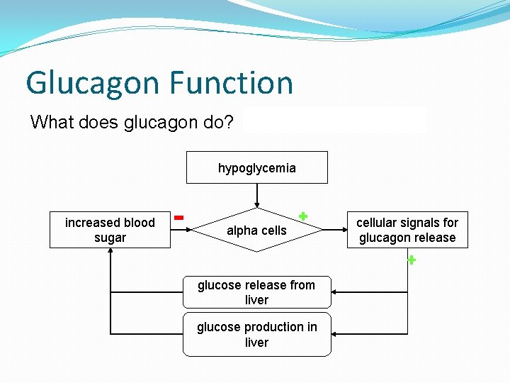 Blood Sugar Regulation Pancreas Pancreas Pancreas Two cell