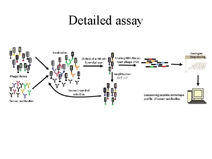 Using Random Peptide Phage Display Libraries for early