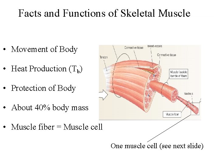 3 Types of Muscle Tissue Properties of Muscle