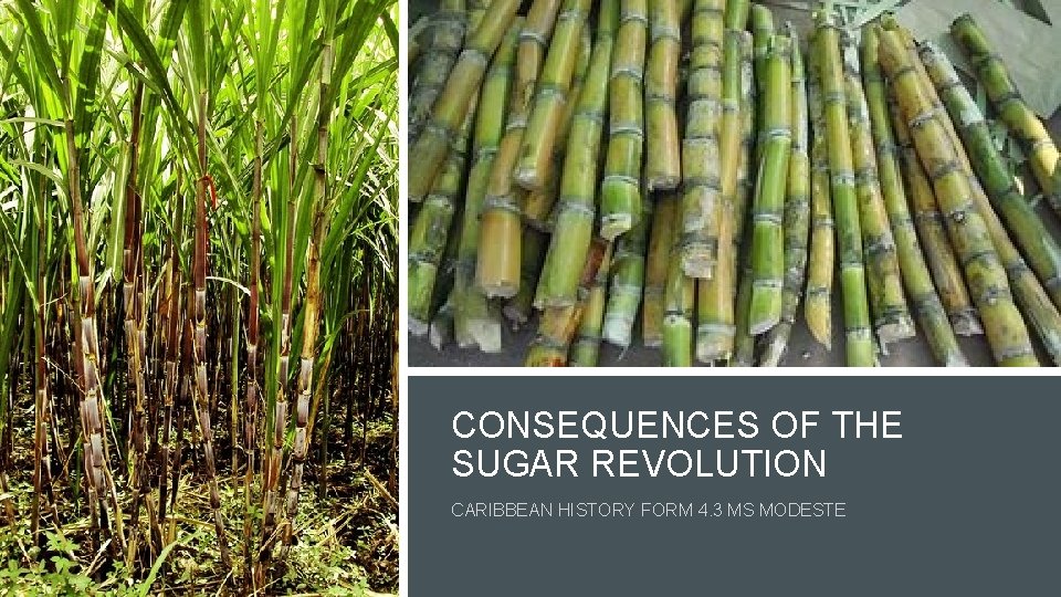 CONSEQUENCES OF THE SUGAR REVOLUTION CARIBBEAN HISTORY FORM