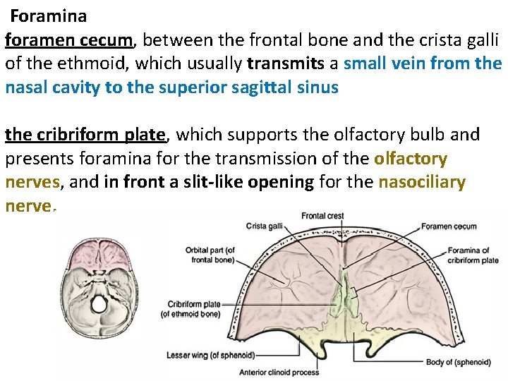 The Skull and Temporomandibular joint I Prof Abdulameer