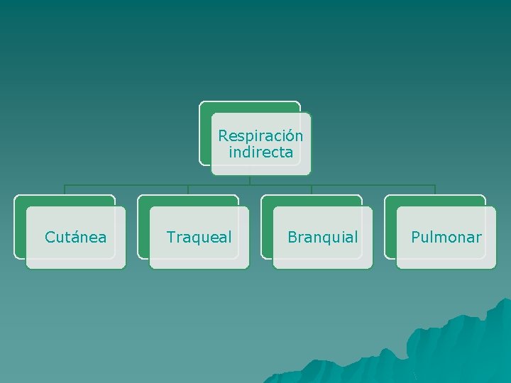 COMPARATIVO DE RESPIRACIN EN ANIMALES Respiracin directa Intercambio