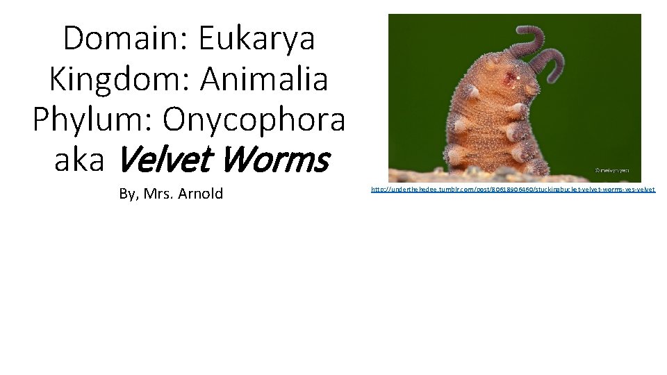 Domain Eukarya Kingdom Animalia Phylum Onycophora aka Velvet