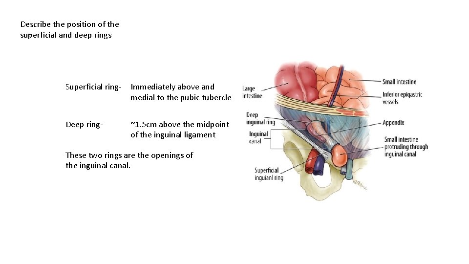 OSPE Abdomen and Pelvis Slides Courtesy to Chang
