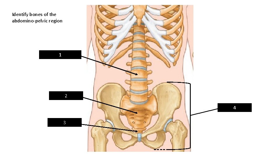 OSPE Abdomen and Pelvis Slides Courtesy to Chang