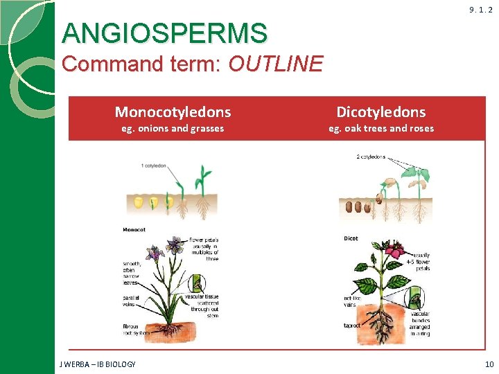 PLANT STRUCTURE FUNCTION AHL Topic 9 1 IB