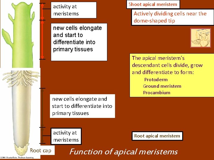 The Eudicot plant morphology meristems cell types and