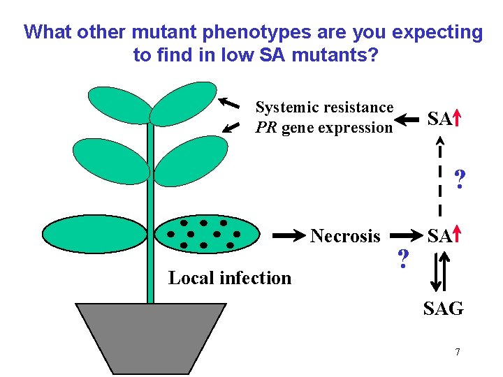 Lecture 5 7 Genetic Analysis of SA Biosynthesis