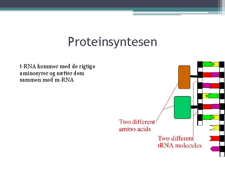 Krt barn har mange navne Transkription Protein syntesen