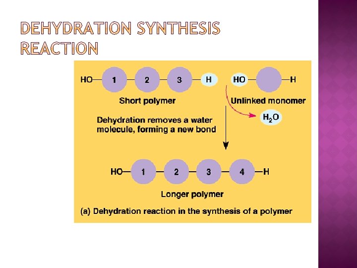 Dehydration joins synthesis reaction monomers by releasing H