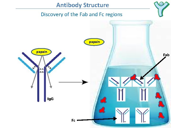 ImmunologyPharmacy Antibody Structure and Function Dr Mohammad Odibate