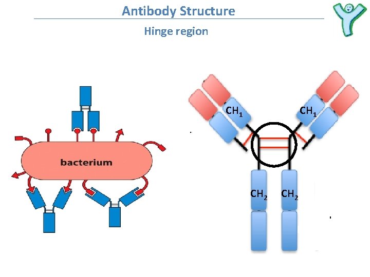 ImmunologyPharmacy Antibody Structure and Function Dr Mohammad Odibate