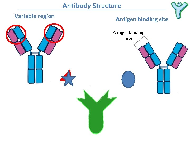 ImmunologyPharmacy Antibody Structure and Function Dr Mohammad Odibate
