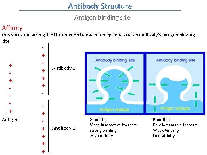 ImmunologyPharmacy Antibody Structure and Function Dr Mohammad Odibate
