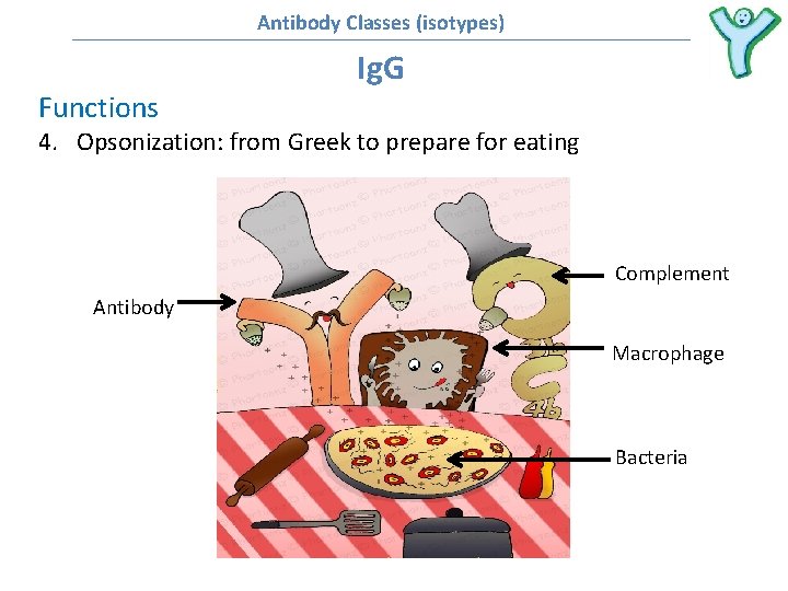 ImmunologyPharmacy Antibody Structure and Function Dr Mohammad Odibate