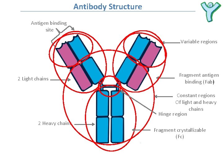ImmunologyPharmacy Antibody Structure and Function Dr Mohammad Odibate