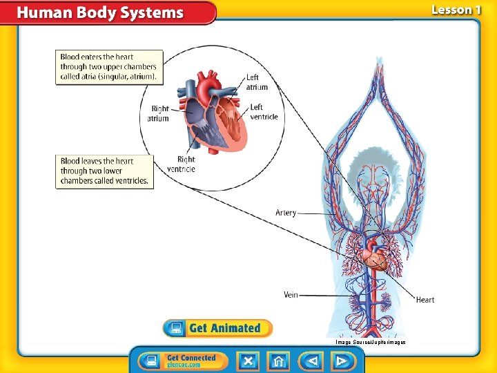 Transport and Defense organ system lymphocyte homeostasis immunity