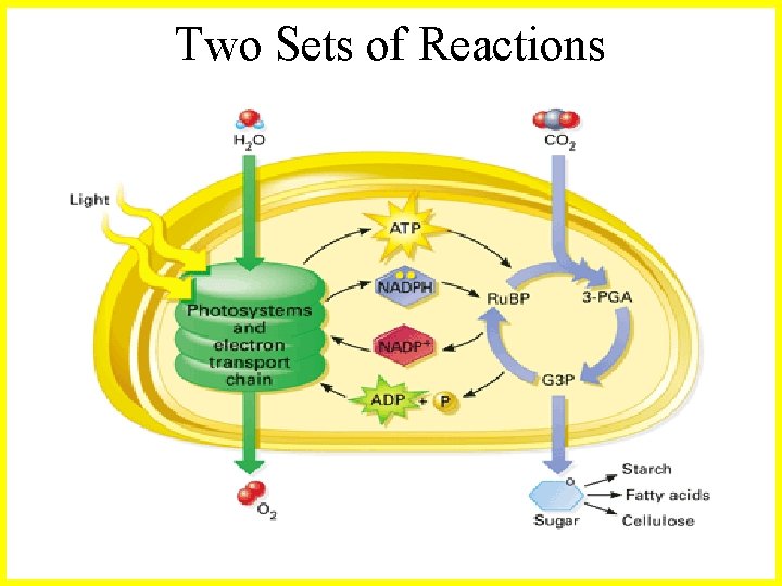 Photosynthesis Converts solar energy into the chemical energy
