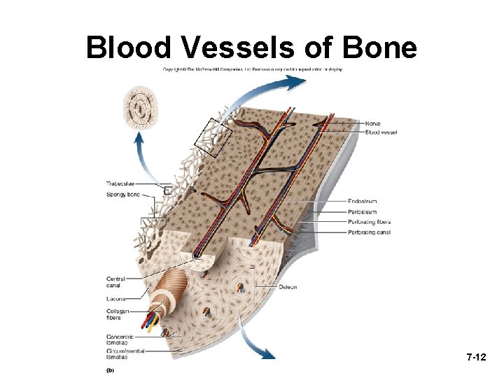 Bone Tissue Tissues and organs of the skeletal